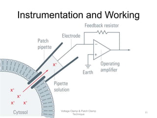 Voltage Clamp Technique | PPTX | Biological Sciences | Science