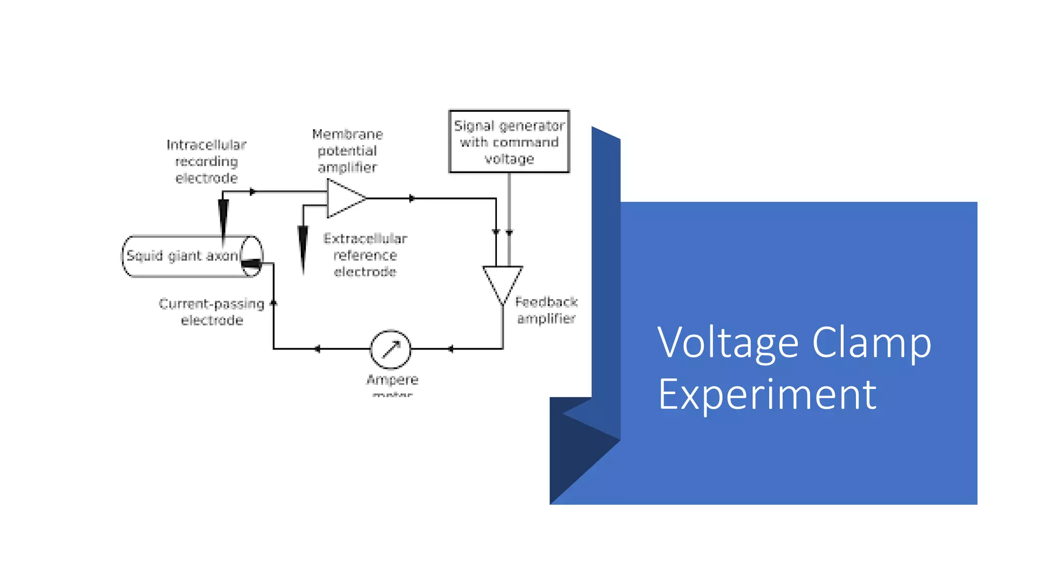 Voltage clamp experiment | PDF