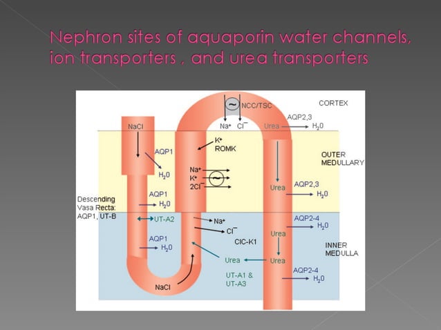 Sodium and Water homeostasis