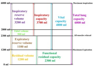 Volumes capacities 2 | PPT