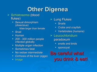 Flatworms | PPT