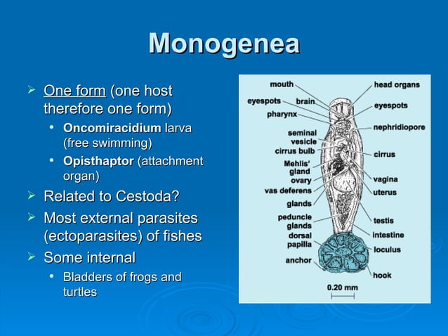 Flatworms | PPT | Biological Sciences | Science