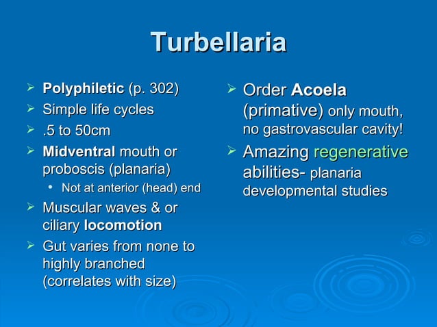 Flatworms | PPT | Biological Sciences | Science