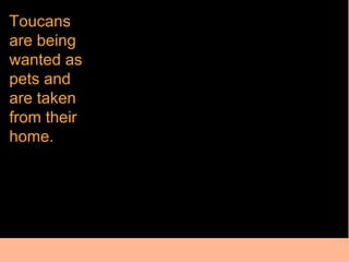 Endangered Toucans | PPT