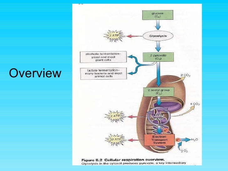 Cellular Respiration Cartoon