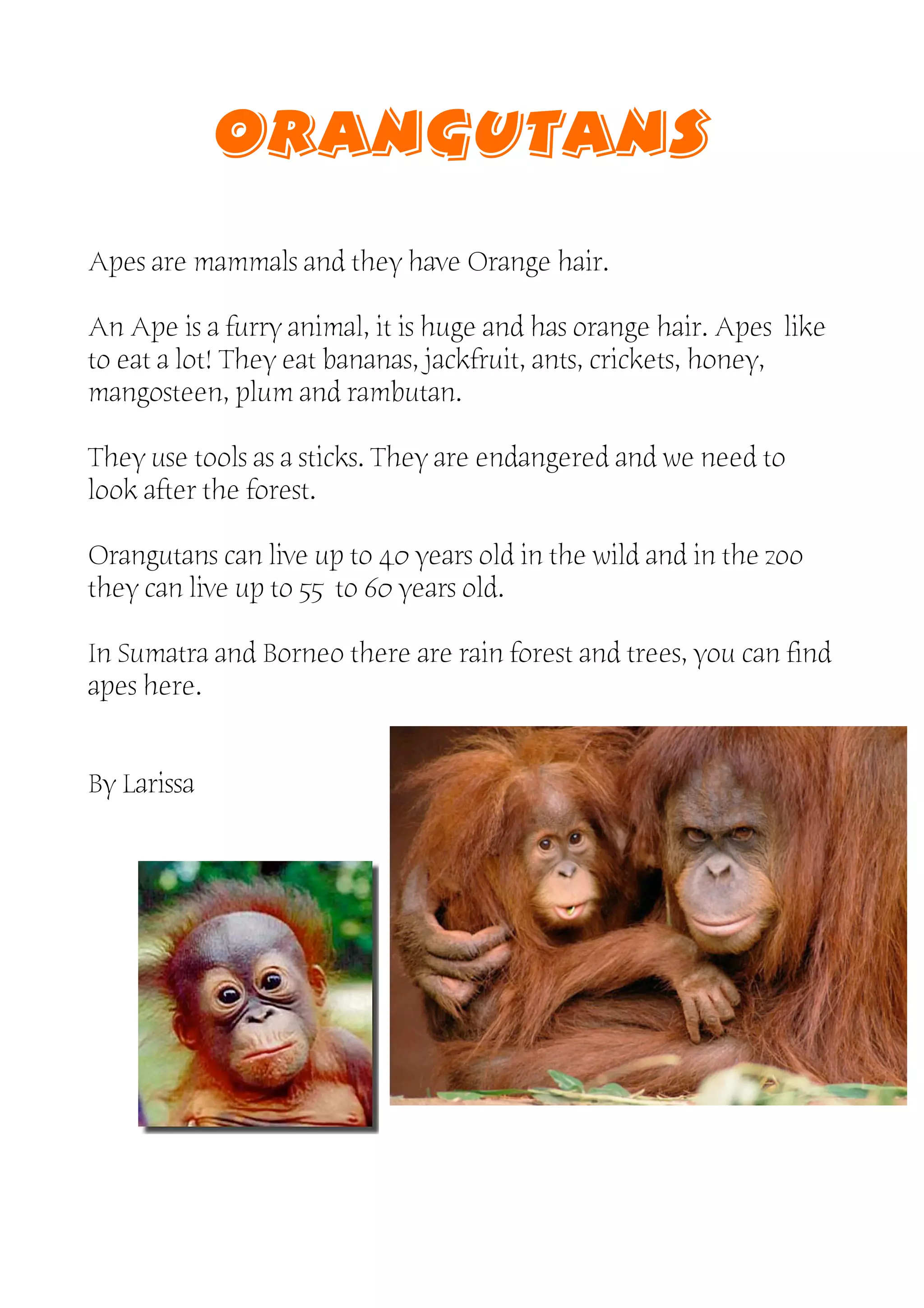 Orangutans | PDF