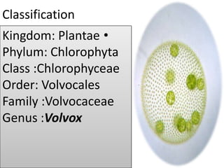 Volvox | PPTX