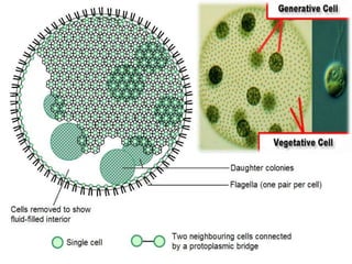 Volvox Microscope Slide