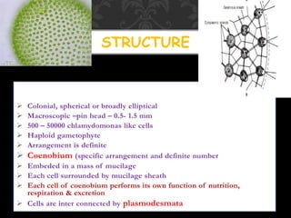 Volvox Structure And Function