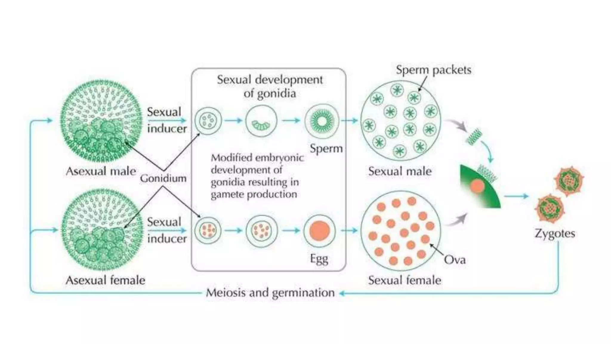 Volvox (DIVERSITY OF MICROBES) | PPT