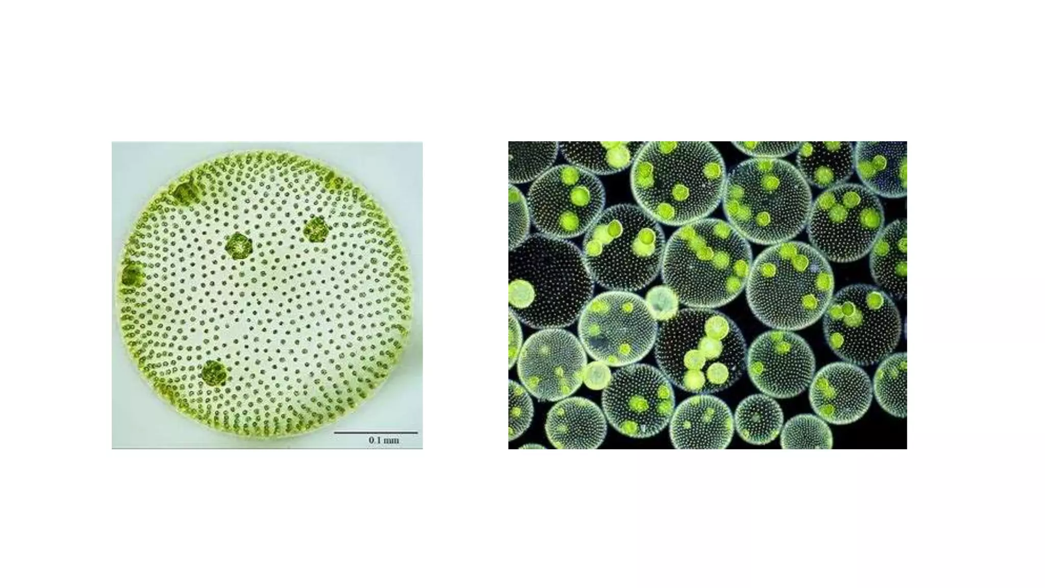 Volvox (DIVERSITY OF MICROBES) | PPT