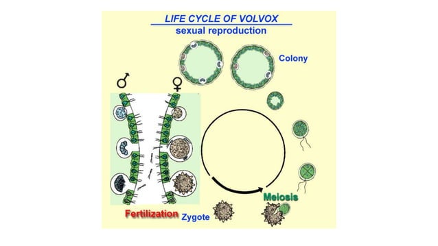 Volvox (DIVERSITY OF MICROBES) | PPT
