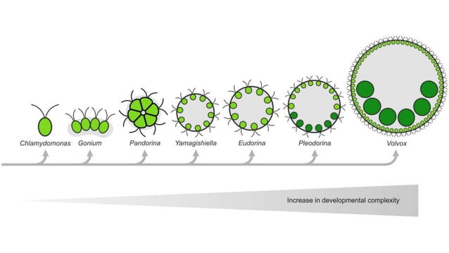 Volvox (DIVERSITY OF MICROBES) | PPT