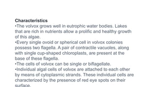 Volvox (DIVERSITY OF MICROBES) | PPT