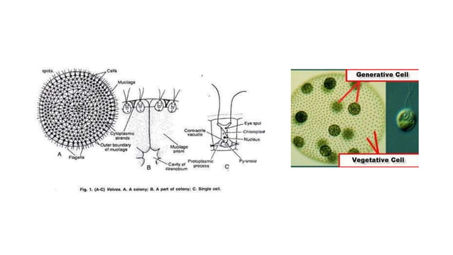 Volvox (DIVERSITY OF MICROBES) | PPT