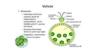 Volvox Individual Cell