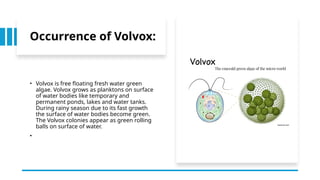 Volvox is free floating fresh water green algae | PPTX