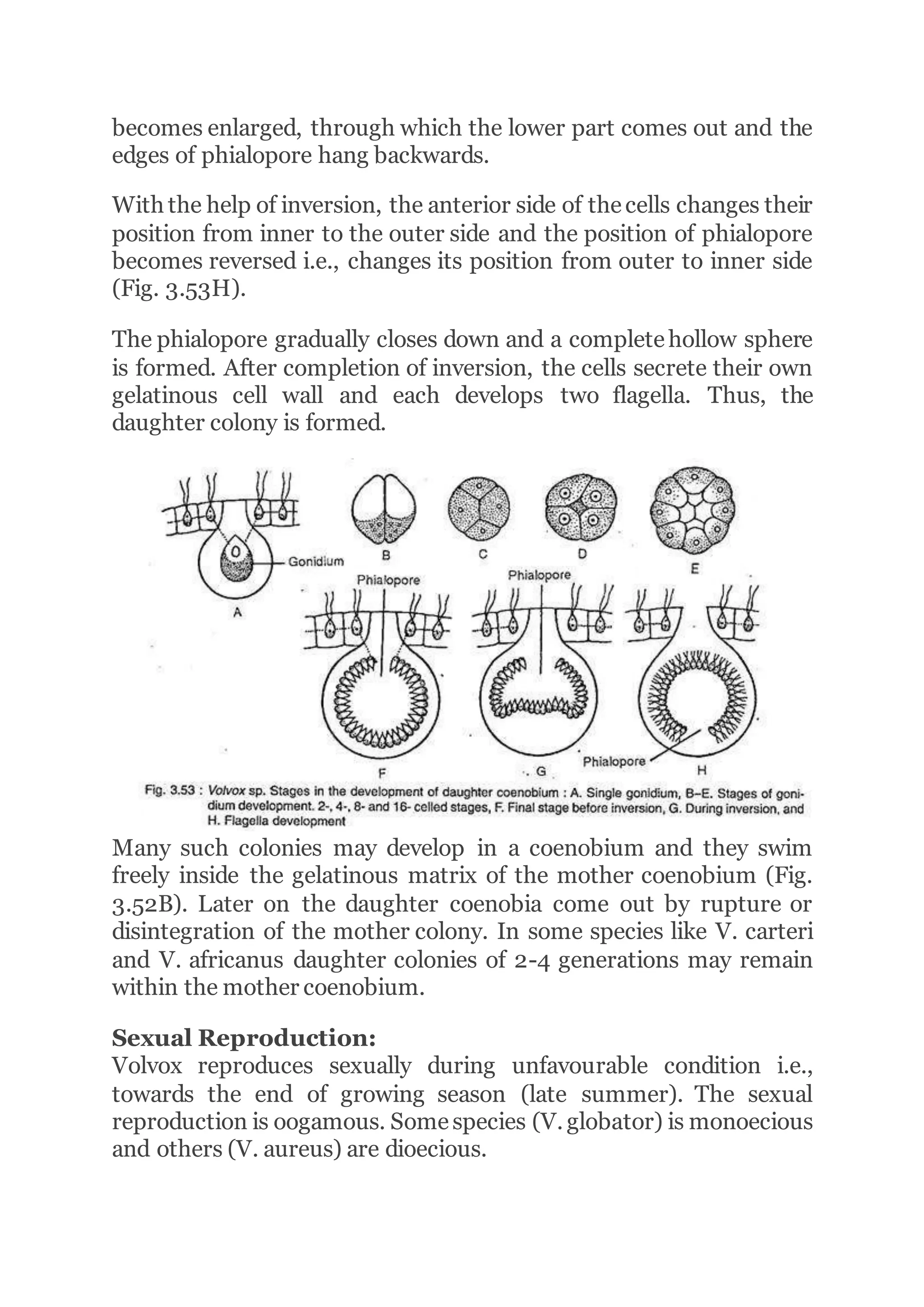 Volvox-Life Cycle and rolling algae in bsc 1 sem | PDF