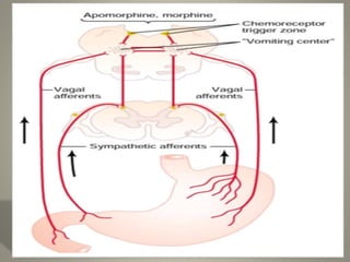 Vomiting Anatomy And Physiology
