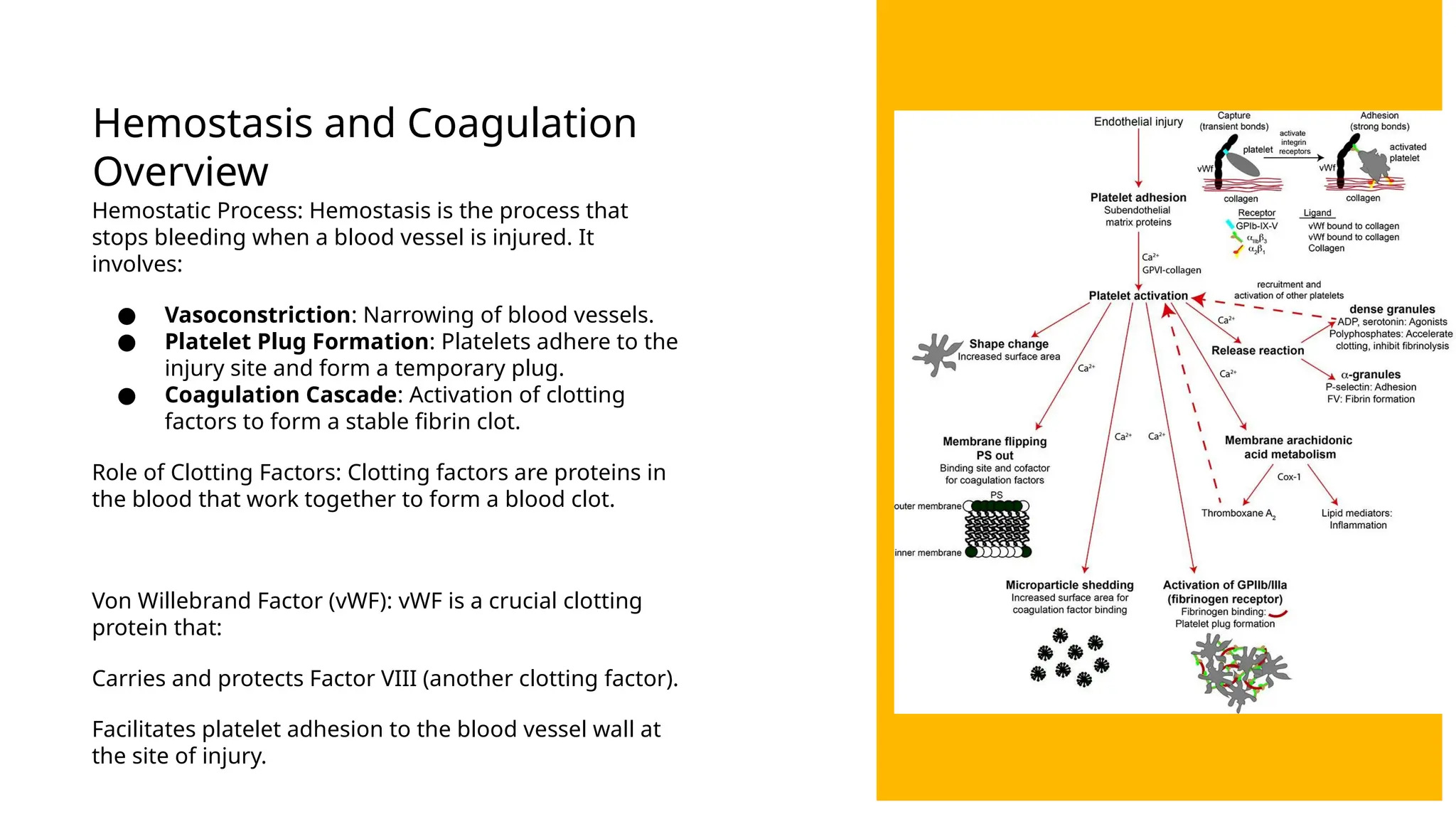 Von Willebrand disease and coagulation part was made by slides AI | PPTX