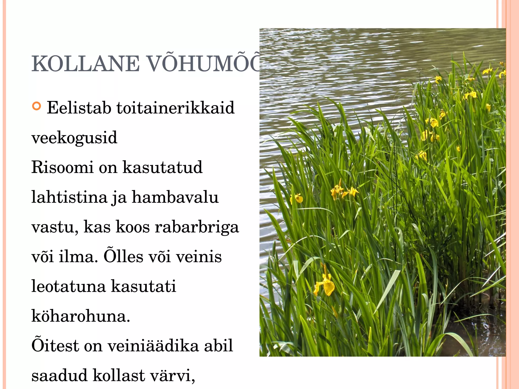 Vooluveekogude Taimed | PPT