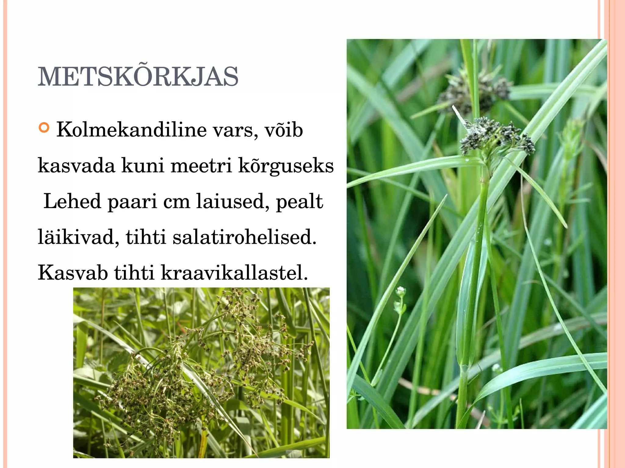 Vooluveekogude Taimed | PPT