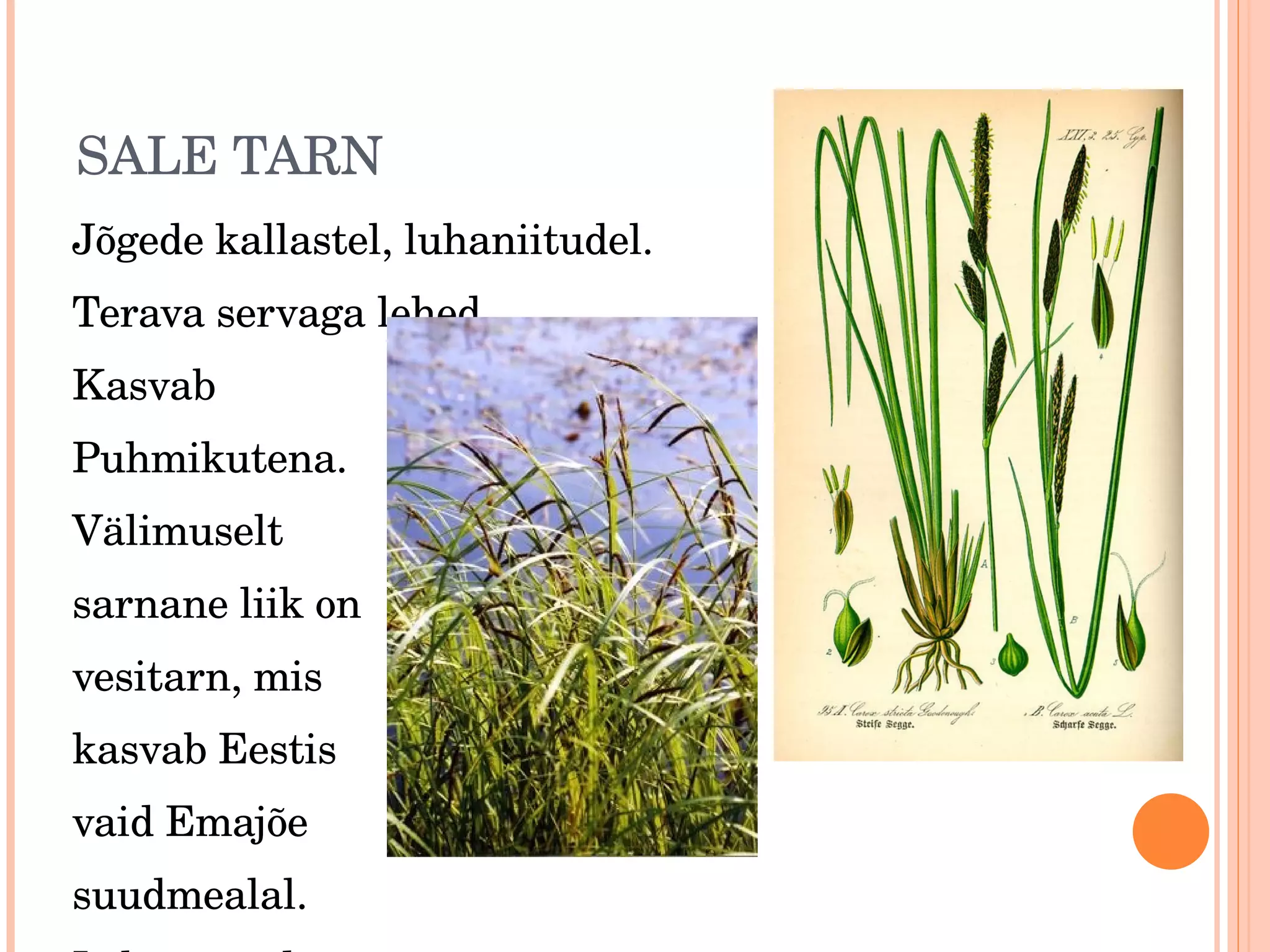 Vooluveekogude Taimed | PPT