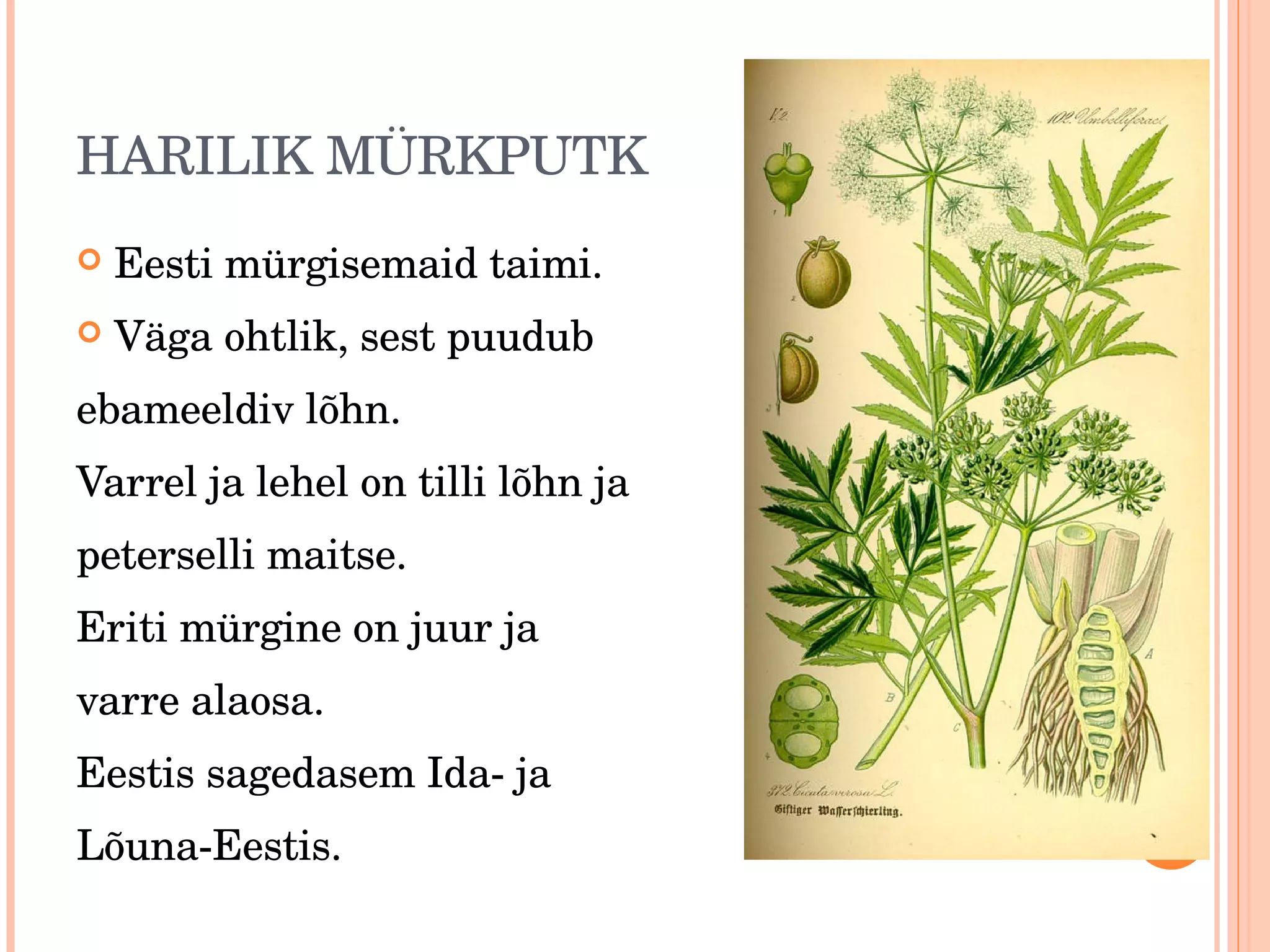 Vooluveekogude Taimed | PPT