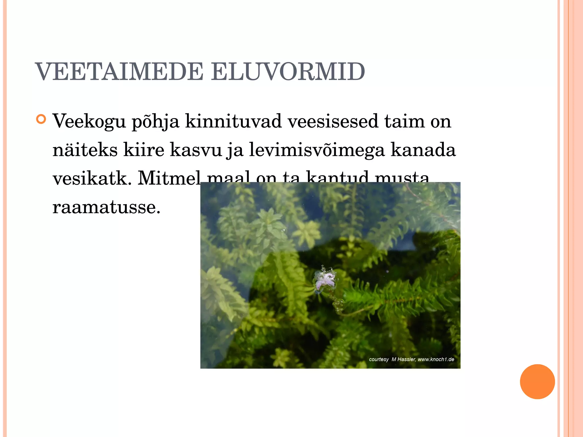 Vooluveekogude Taimed | PPT