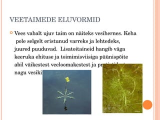 Vooluveekogude Taimed | PPT