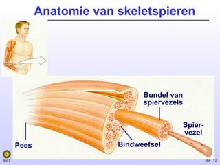 Voortbeweging | PPT