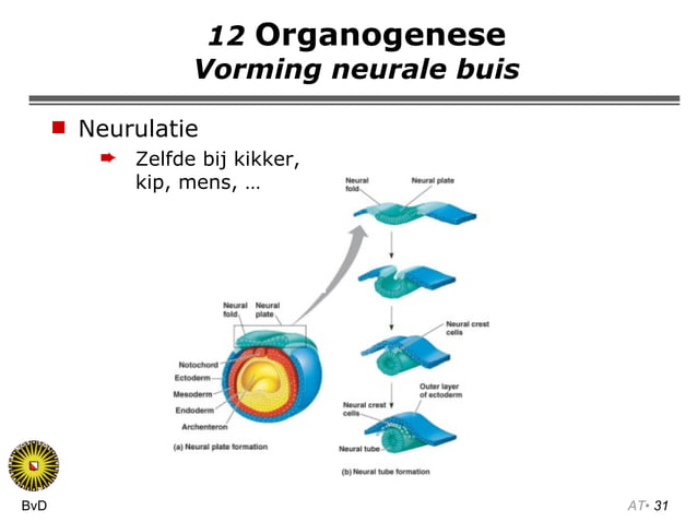 Voortplanting en ontwikkeling | PPT