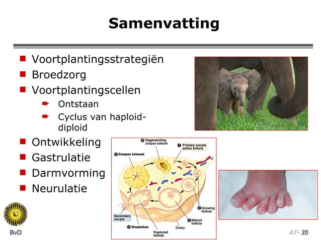 Voortplanting en ontwikkeling | PPT