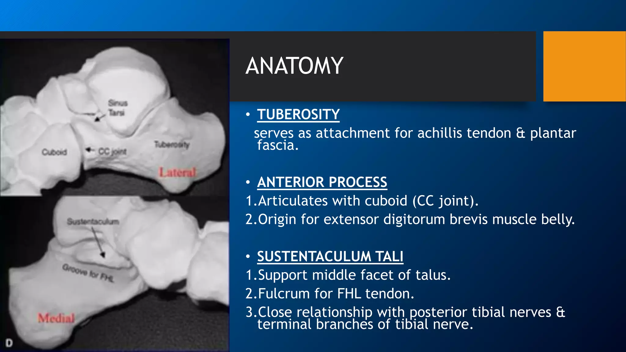 Calcaneum fracture- pathoanatomy & various fracture pattern | PPTX