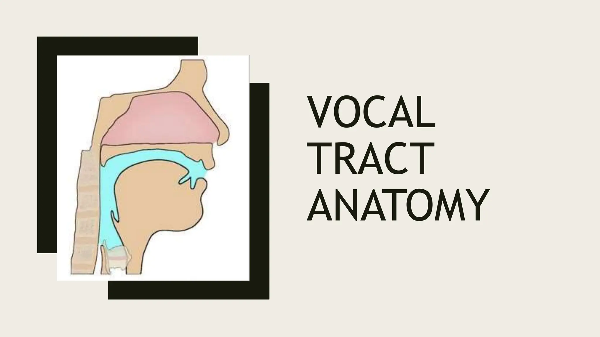 Vowels and consonants English phonetics .pptx
