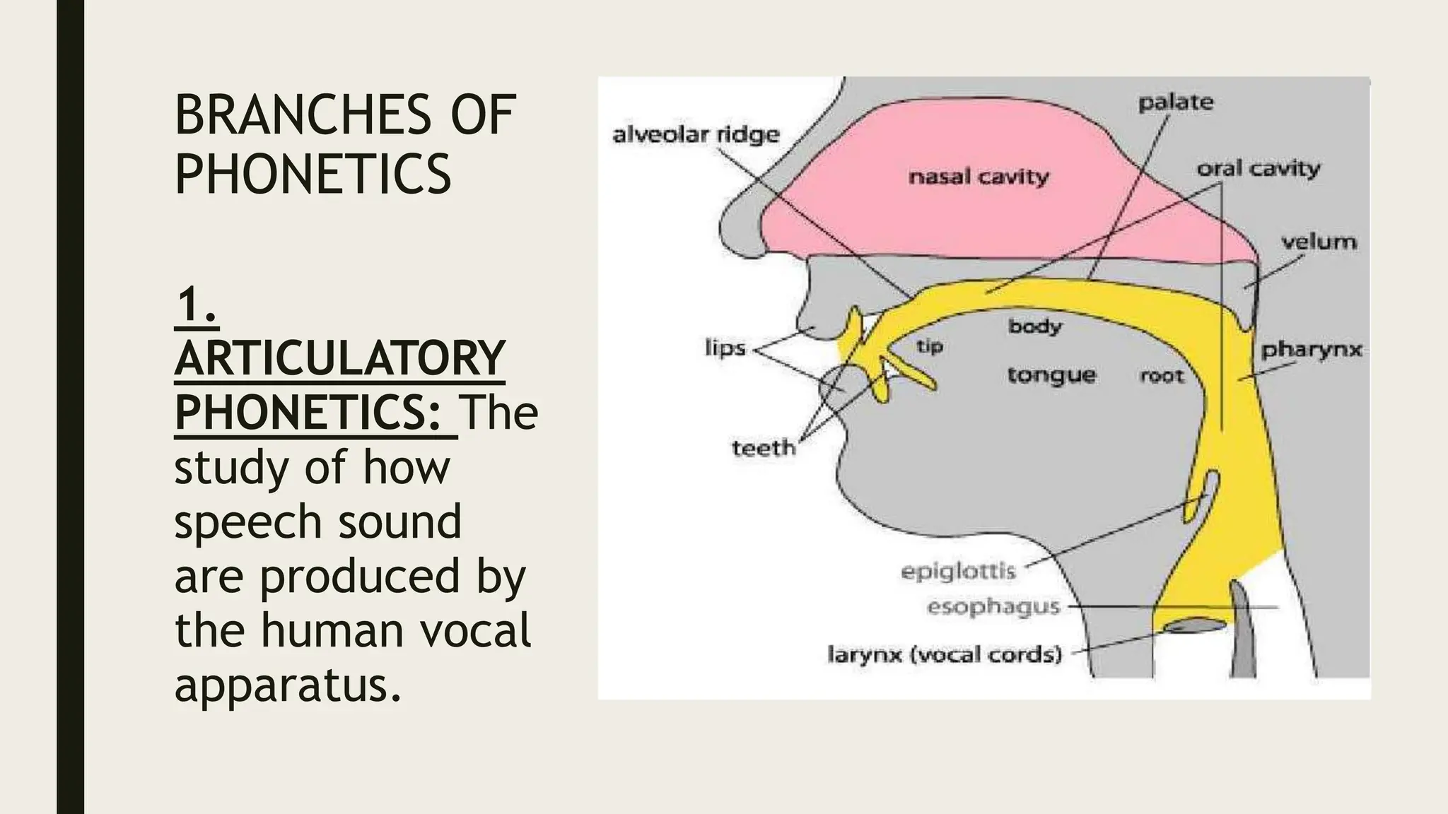 Vowels and consonants English phonetics .pptx