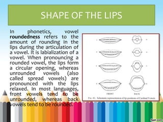 Vowels sounds | PPT