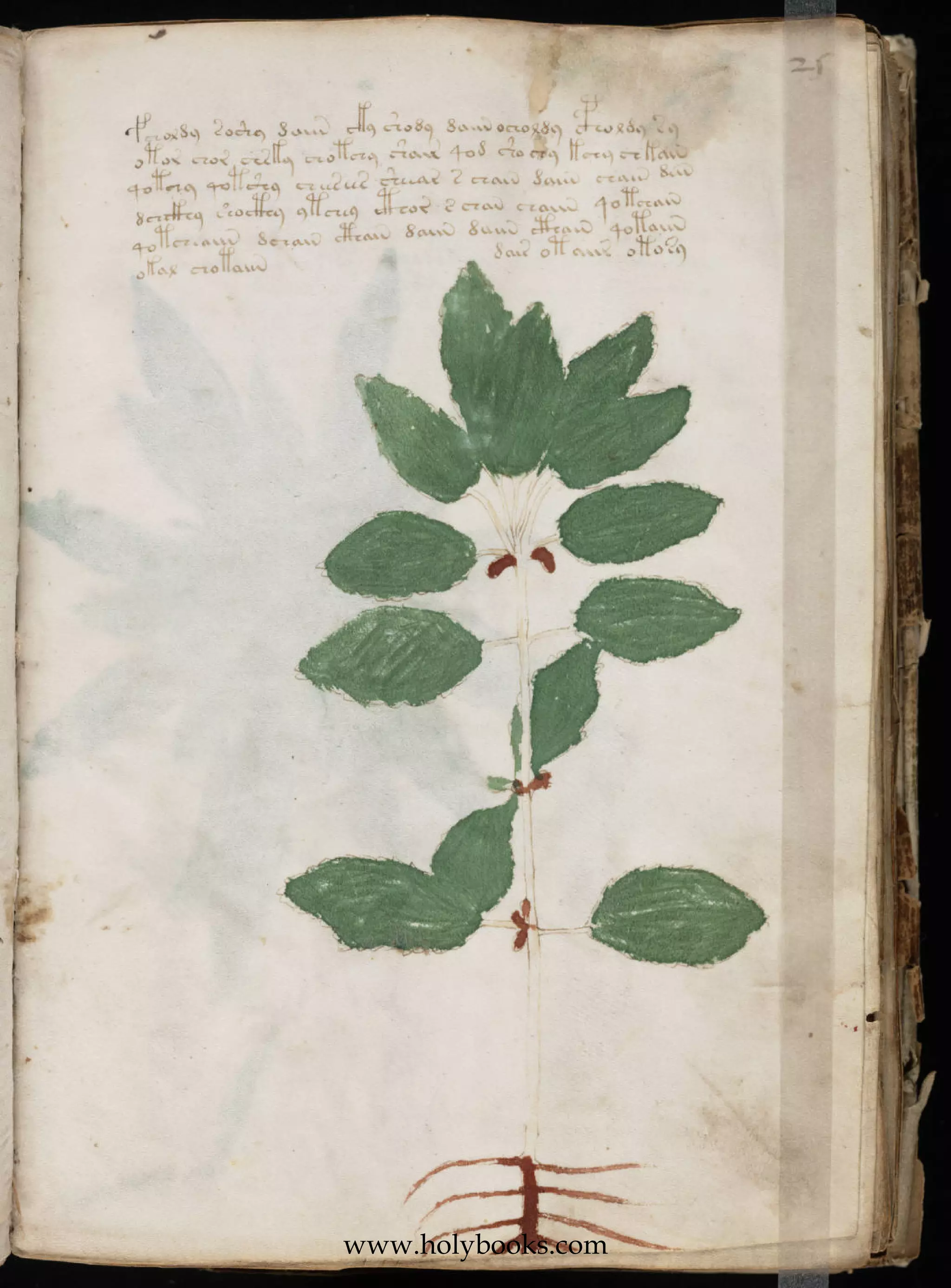 Voynich-Manuscript.pdf | Art and Photography | Books and Literature
