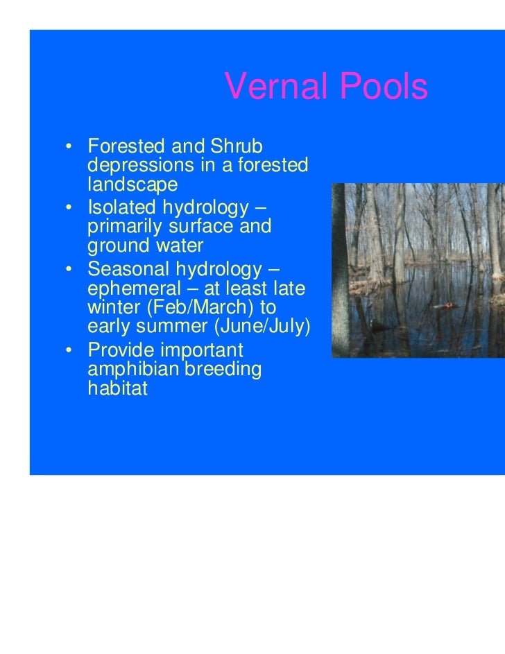 Vernal Pools & Amphibians