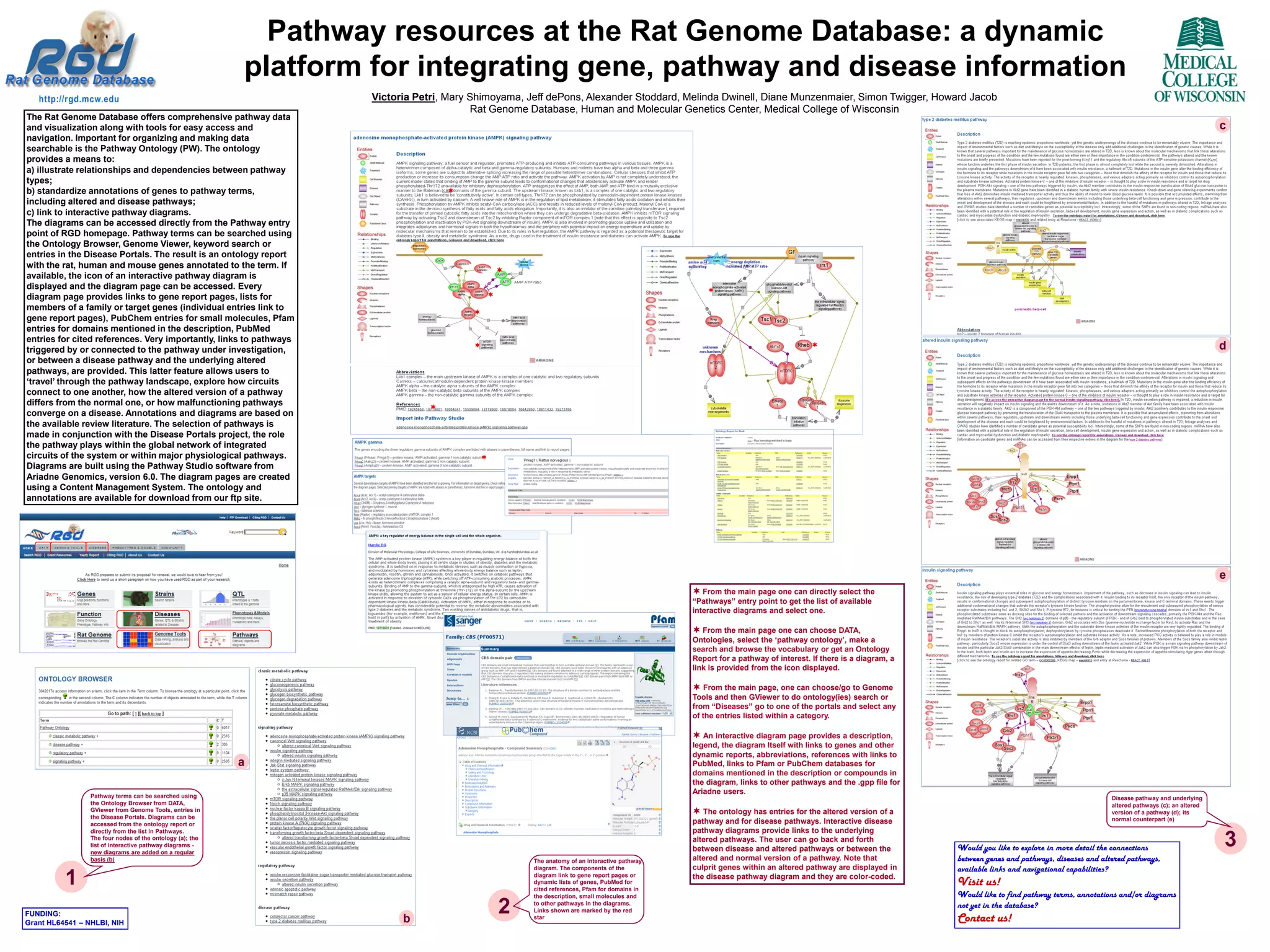 Pathway resources at the Rat Genome Database | PDF