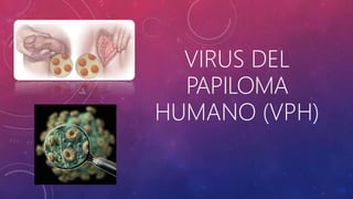 virus papiloma humano, definición y tratamiento | PPTX