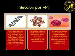 Virus del papiloma humano, estructura, tipos y vacunas | PPTX