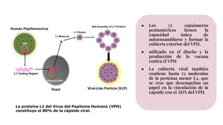 VPH Y CÁNCER. Generalidades y diagnóstico | PPTX