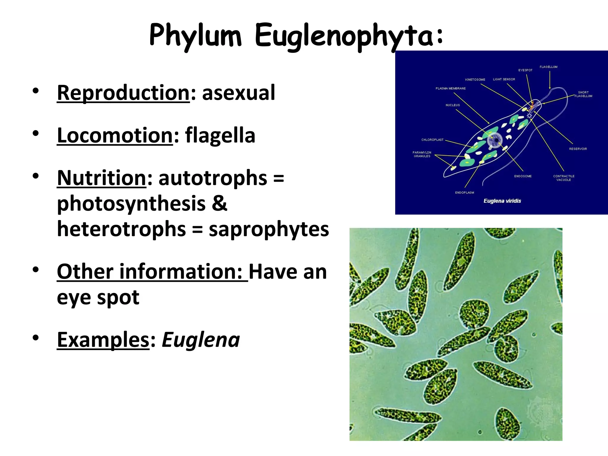 phytoplankton | PPT