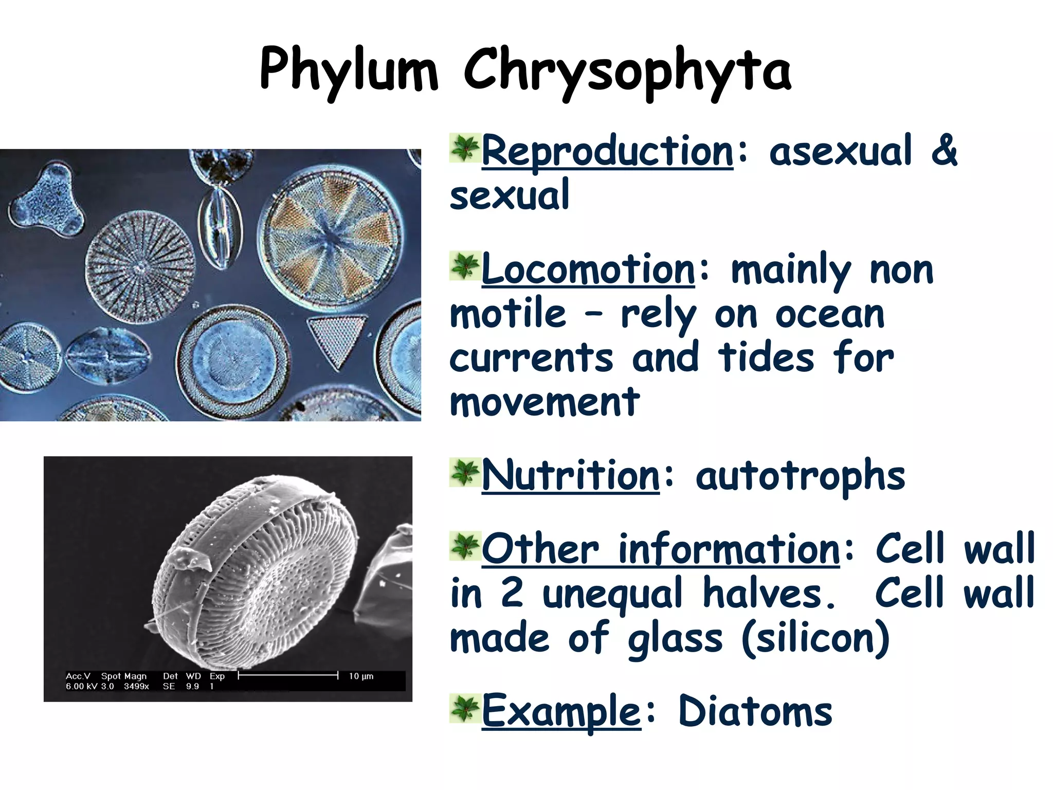 phytoplankton | PPT | Biological Sciences | Science