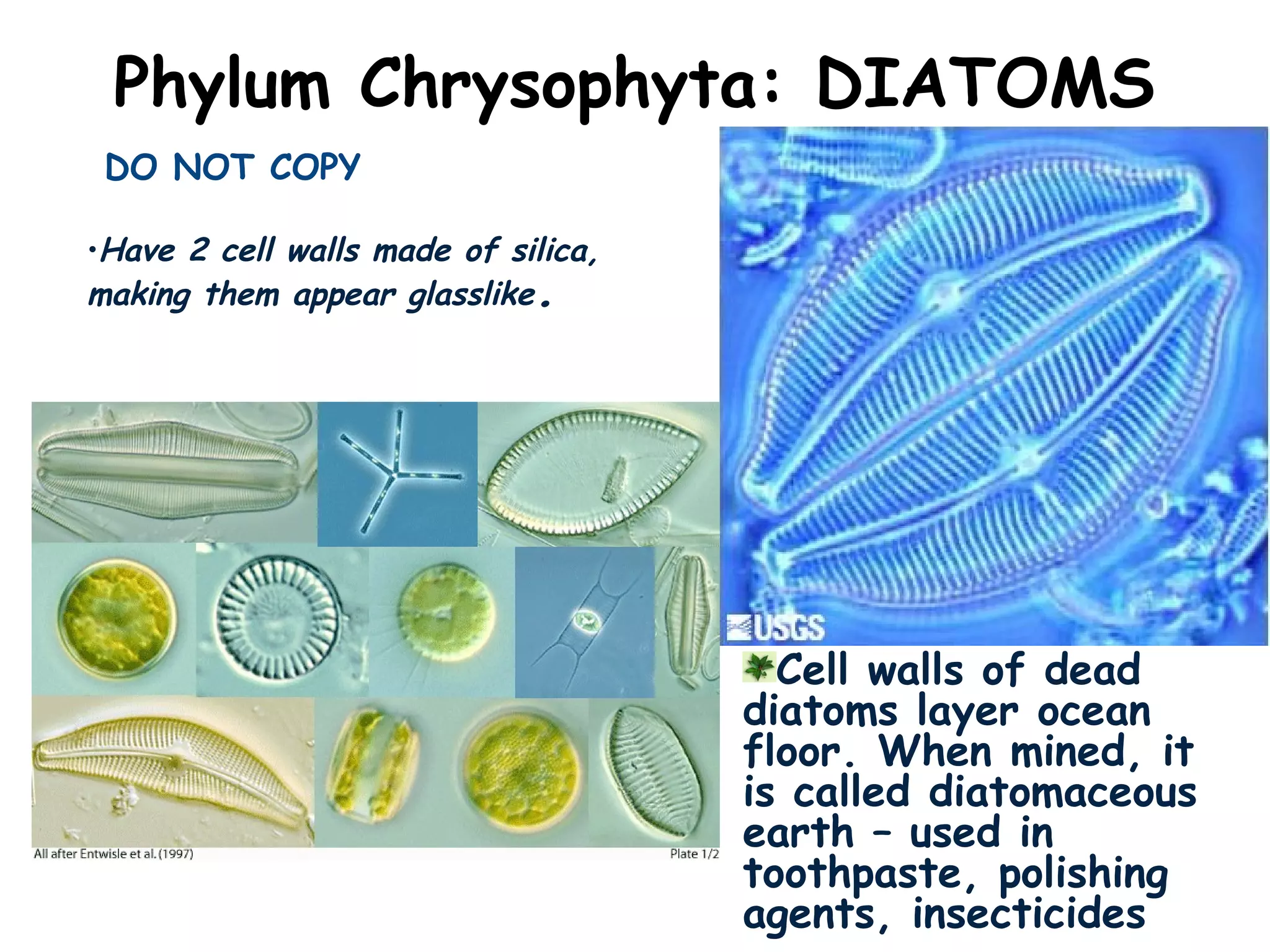 phytoplankton | PPT