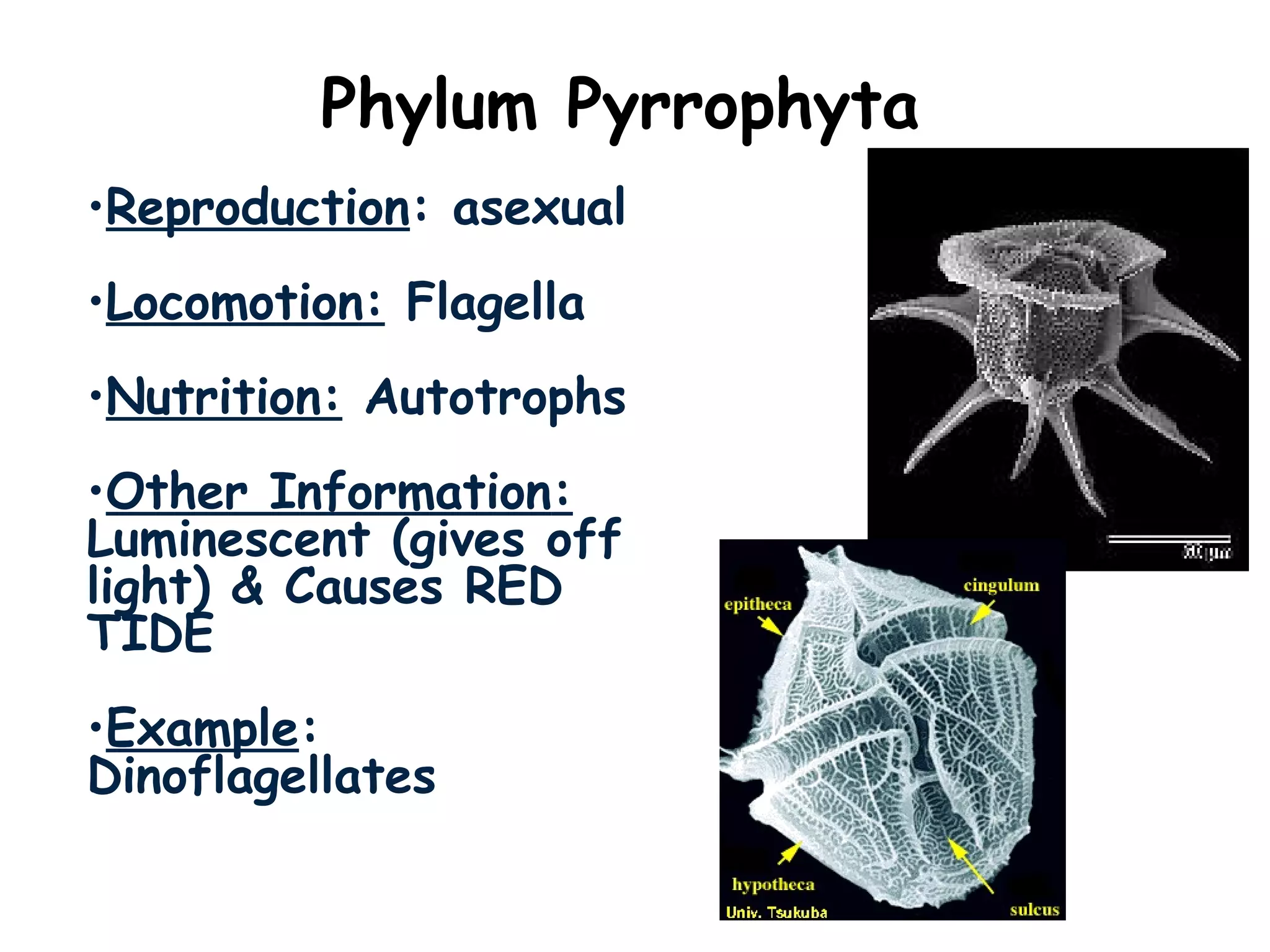 phytoplankton | PPT