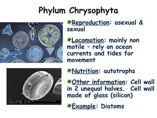 phytoplankton | PPT