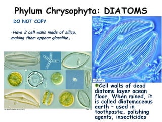 Phylum Chrysophyta Diatoms