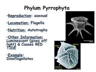 Phylum Pyrrophyta